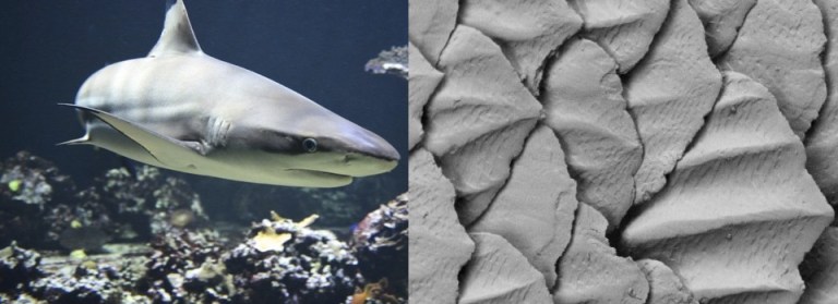 Why Biomimicry Is So Cool! – Sustainably Motivated