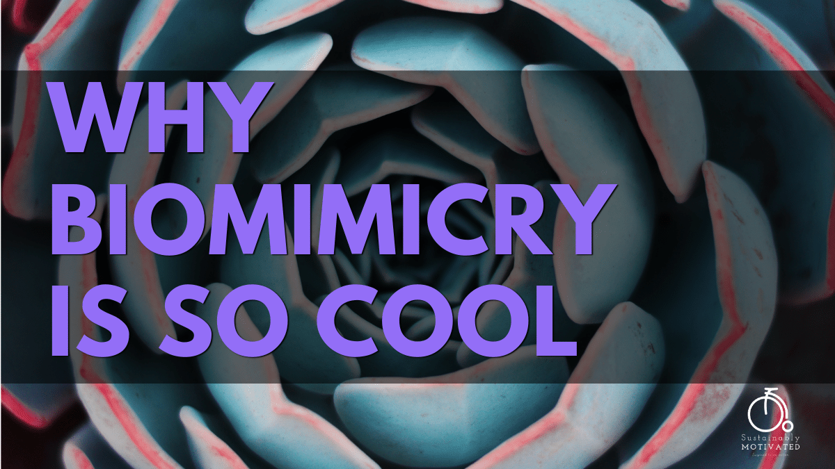 Why Biomimicry Is So Cool! – Sustainably Motivated