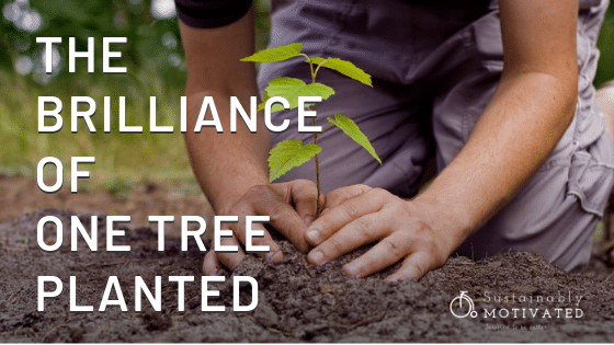 The Brilliance of “One Tree Planted” – Sustainably Motivated