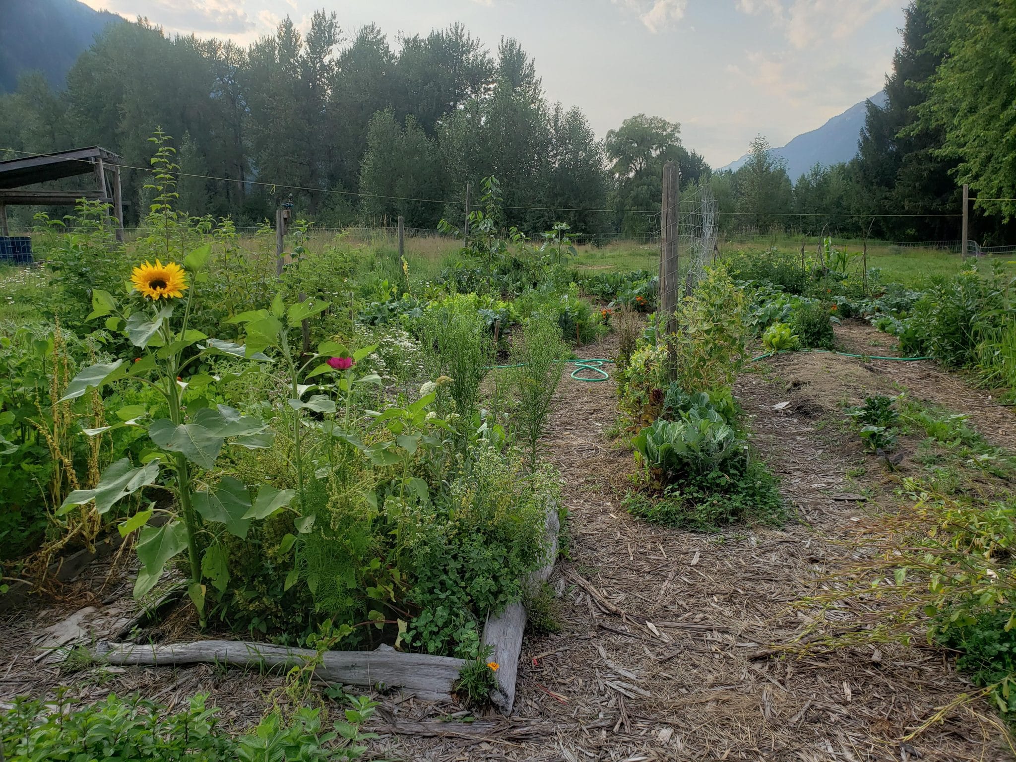 How We Grew Our Own Food Through Cooperative Agriculture – Sustainably ...