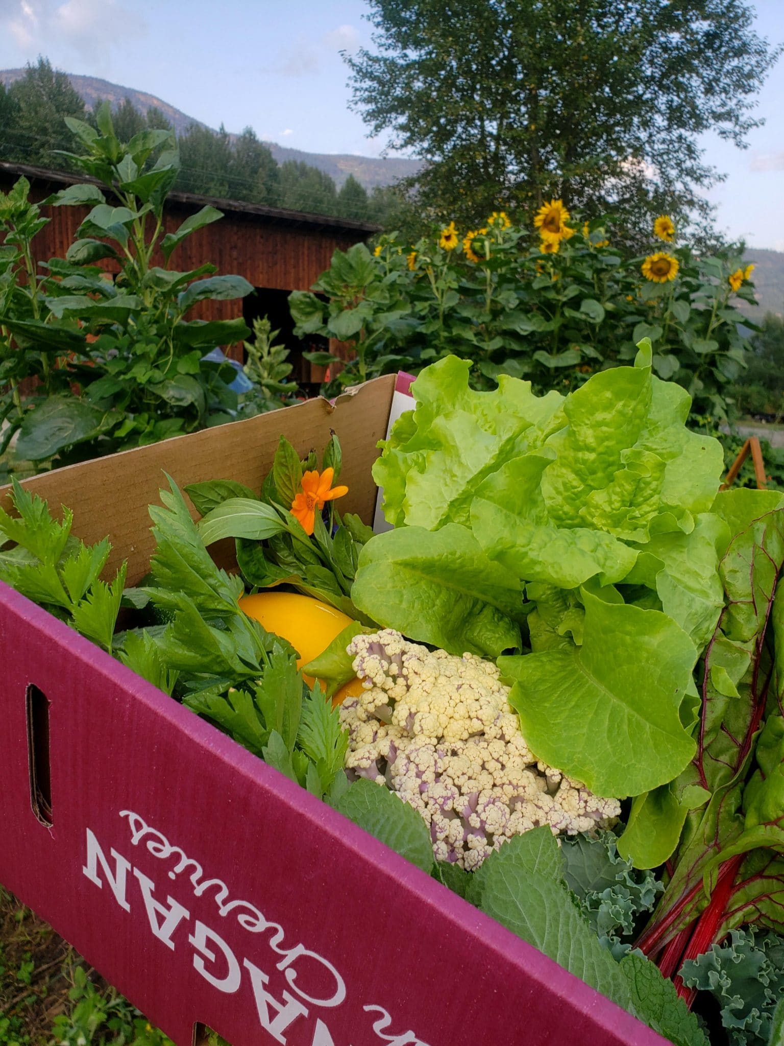 How We Grew Our Own Food Through Cooperative Agriculture – Sustainably ...