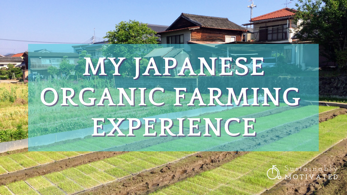 My Japanese Organic Farming Experience – Sustainably Motivated