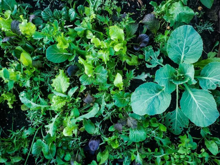 How We Grew Our Own Food Through Cooperative Agriculture – Sustainably ...