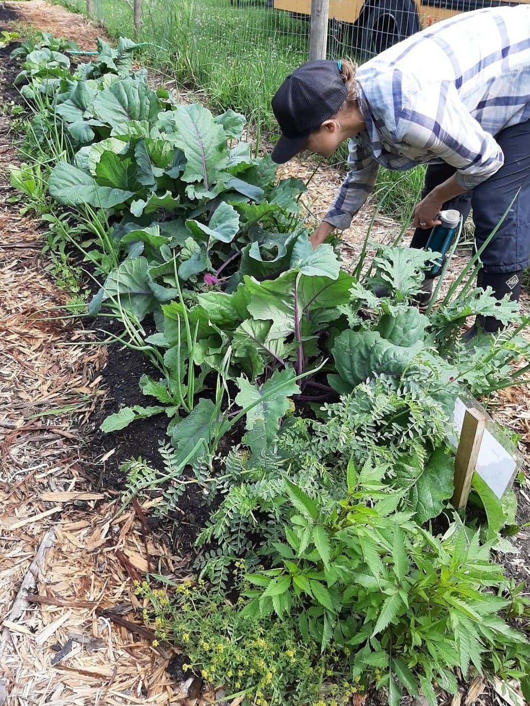 How We Grew Our Own Food Through Cooperative Agriculture – Sustainably ...